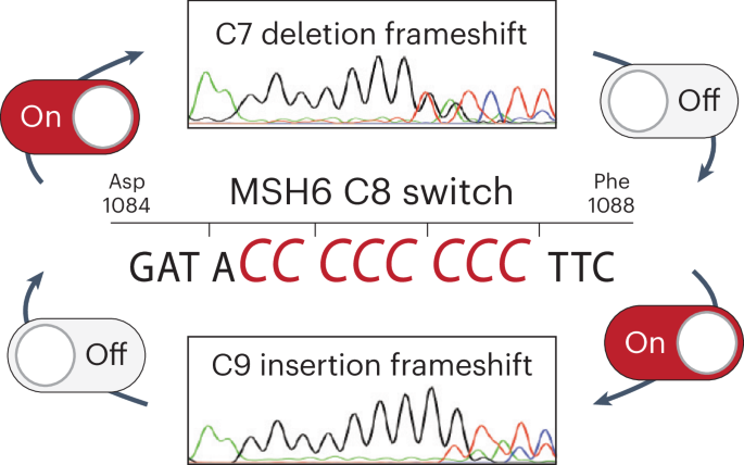 Genetic gear switches drive cancer immune evasion | Nature Genetics