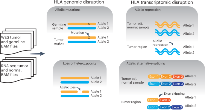 Genetic and non-genetic HLA disruption is widespread in lung and breast ...