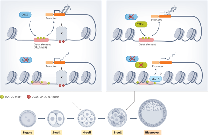 OTX2 awakens the genome of human embryos | Nature Genetics