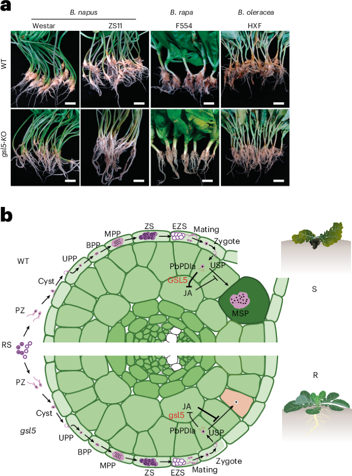 Improving broad-spectrum resistance to clubroot disease with one gene ...