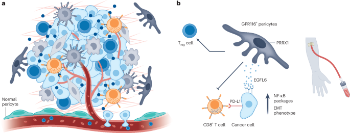 A high-power spatial, single-cell view of pericytes in esophageal ...