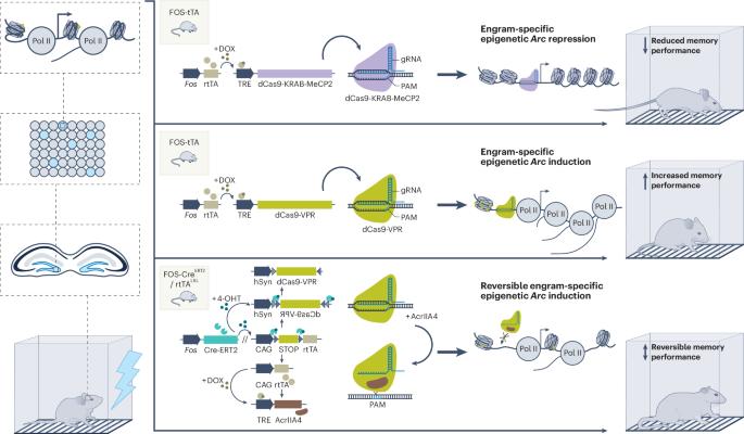 Unlocking the epigenetic secrets of memory | Nature Genetics