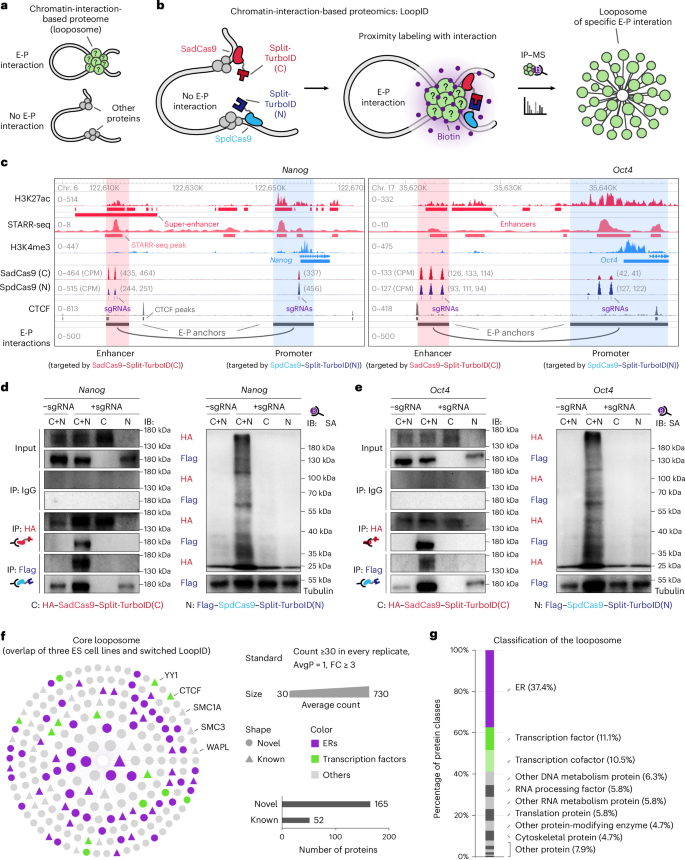 JMJD2 regulates enhancer–promoter interactions via biomolecular ...