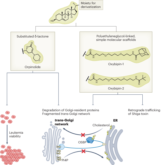 All roads lead to OSBP | Nature Chemical Biology