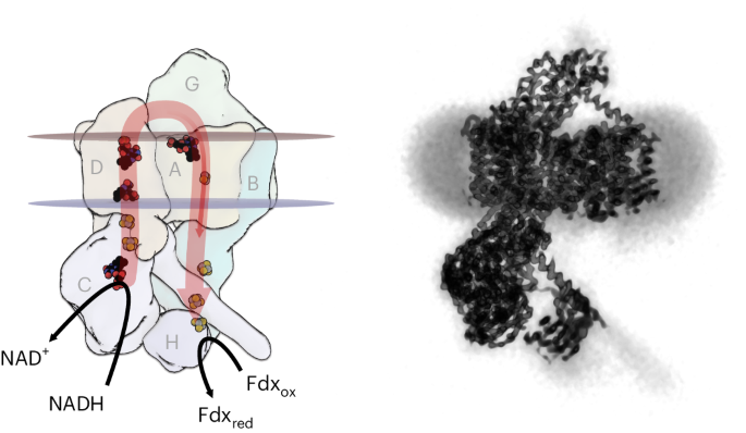 Architecture of the RNF1 complex that drives biological nitrogen ...