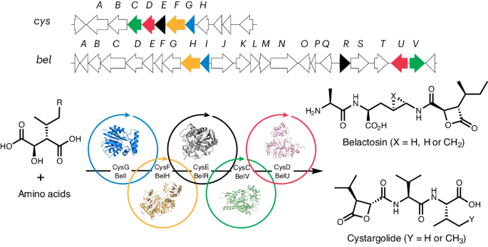 Cryptic enzymatic assembly of peptides armed with β-lactone warheads ...