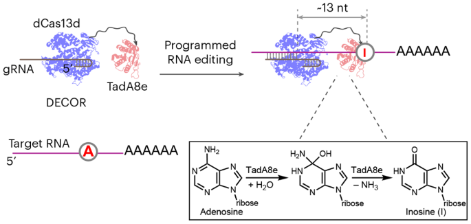 ABE8eに組み込まれた進化型Tad8eを、dCas13dに組み合わせることで, プログラム可能なRNAエディターを実現 : crisp_bio