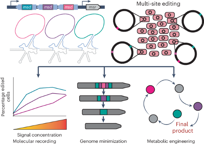 Simultaneous multi-site editing of individual genomes using retron ...