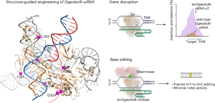 Assessing and engineering the IscB–ωRNA system for programmed genome editing | Nature Chemical ...