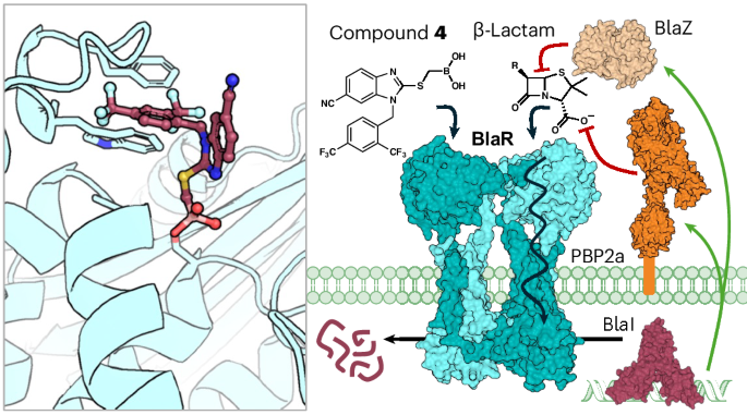 Restoring susceptibility to β-lactam antibiotics in methicillin-resistant Staphylococcus aureus ...
