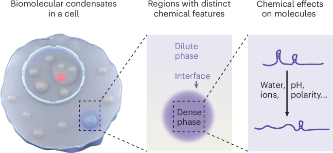 Unlocking the electrochemical functions of biomolecular condensates ...
