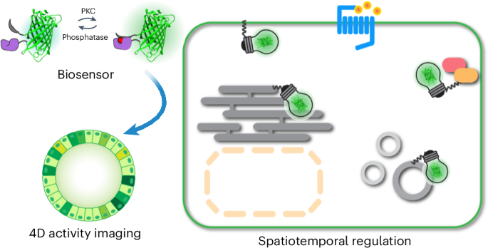 Sensitive fluorescent biosensor reveals differential subcellular ...