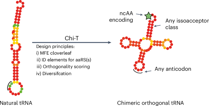 Automated orthogonal tRNA generation | Nature Chemical Biology