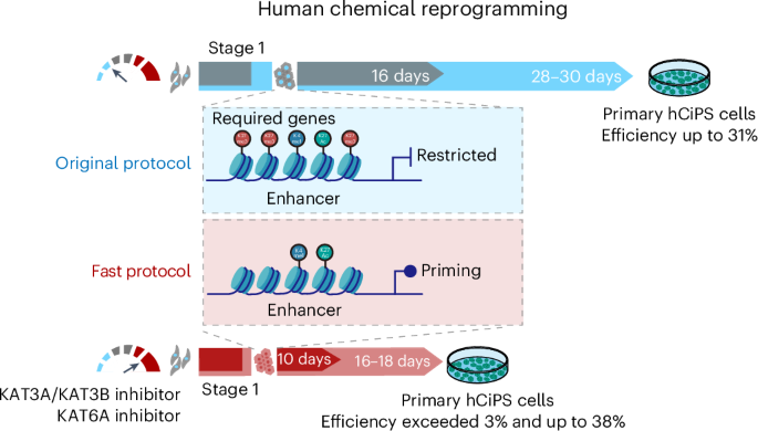 A rapid chemical reprogramming system to generate human pluripotent ...