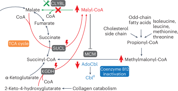 CLYBL averts vitamin B12 depletion by repairing malyl-CoA | Nature Chemical Biology