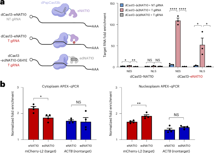 Targeted RNA acetylation via a dCas13-guided engineered acetyl ...