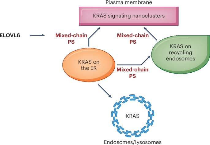 Terraforming the KRAS lipid landscape | Nature Chemical Biology