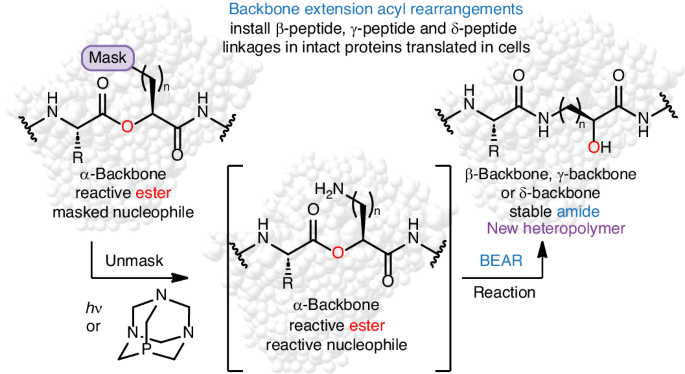 Site-selective protein editing by backbone extension acyl ...