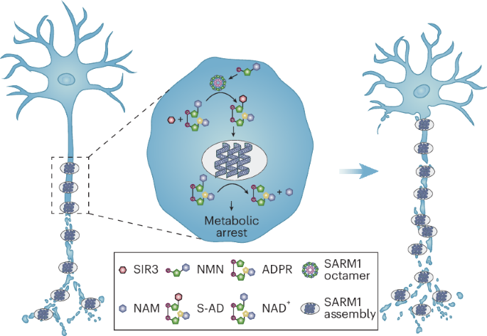 SARM1 activation promotes axonal degeneration via a two-step phase ...