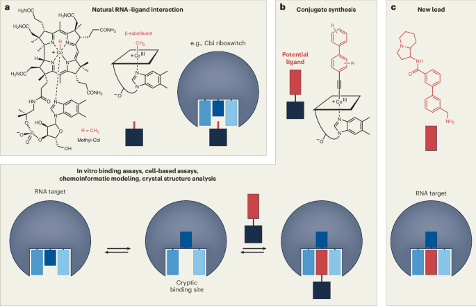 Seeing the hidden pocket | Nature Chemical Biology