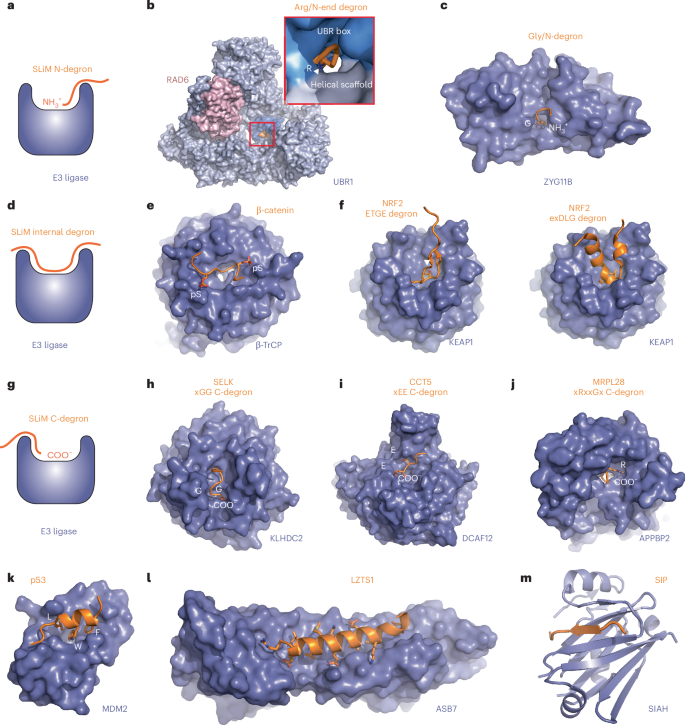 Degrons and degradation signals beyond short linear motifs | Nature ...