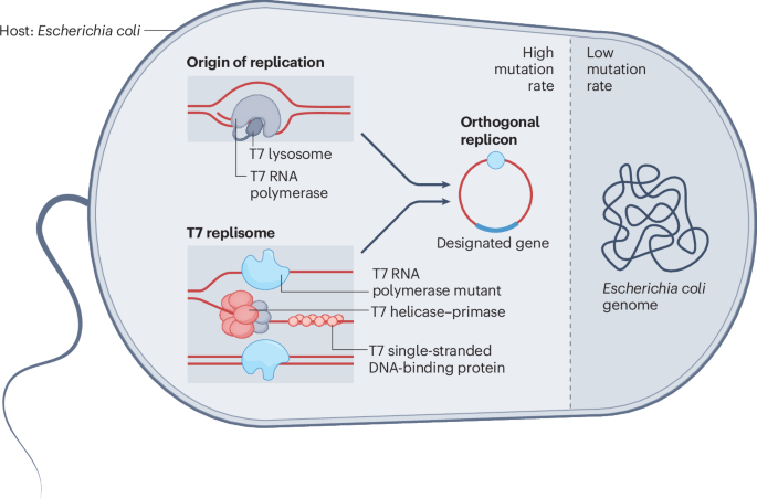 A super protein evolution engine | Nature Chemical Biology