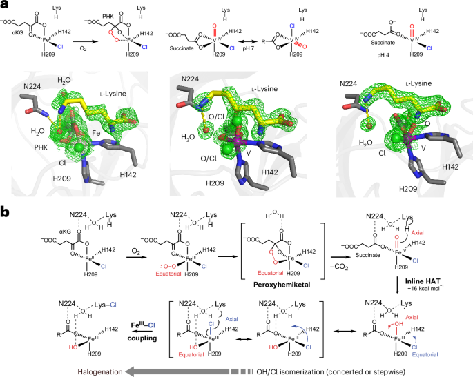 Configurational isomerization around the metal center underlies ...