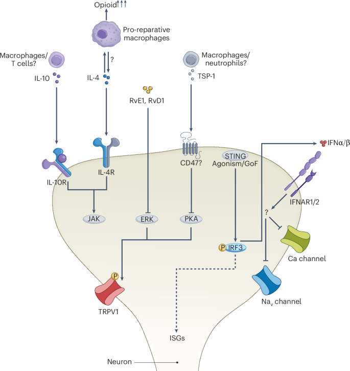 Immune drivers of pain resolution and protection | Nature Immunology