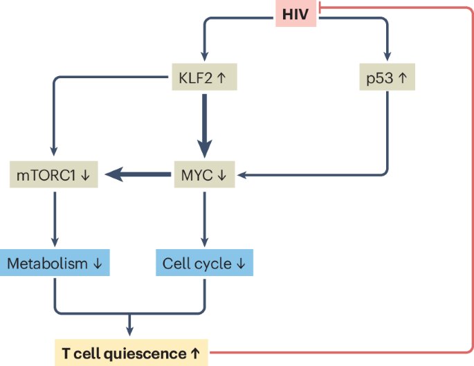 HIV-induced T cell quiescence and the origins of viral latency | Nature ...