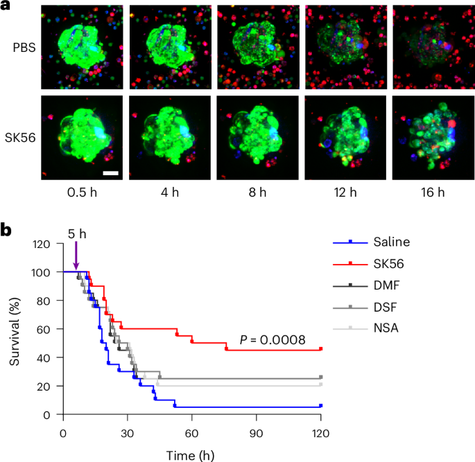 Precise inhibition of pyroptotic pores presents new opportunities for ...
