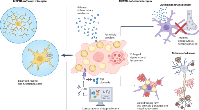 Microglial MEF2C is a uniquely human bridge between neurodevelopment ...