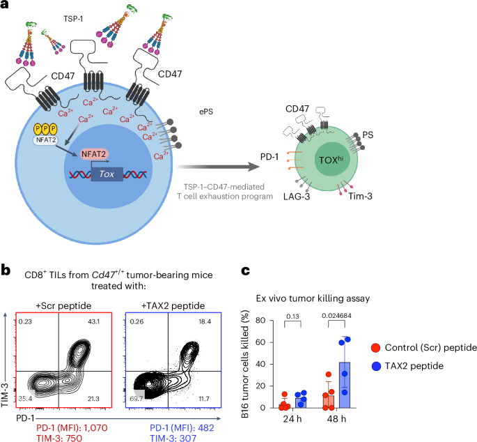 CD47 induces T cell exhaustion through interaction with thrombospondin ...