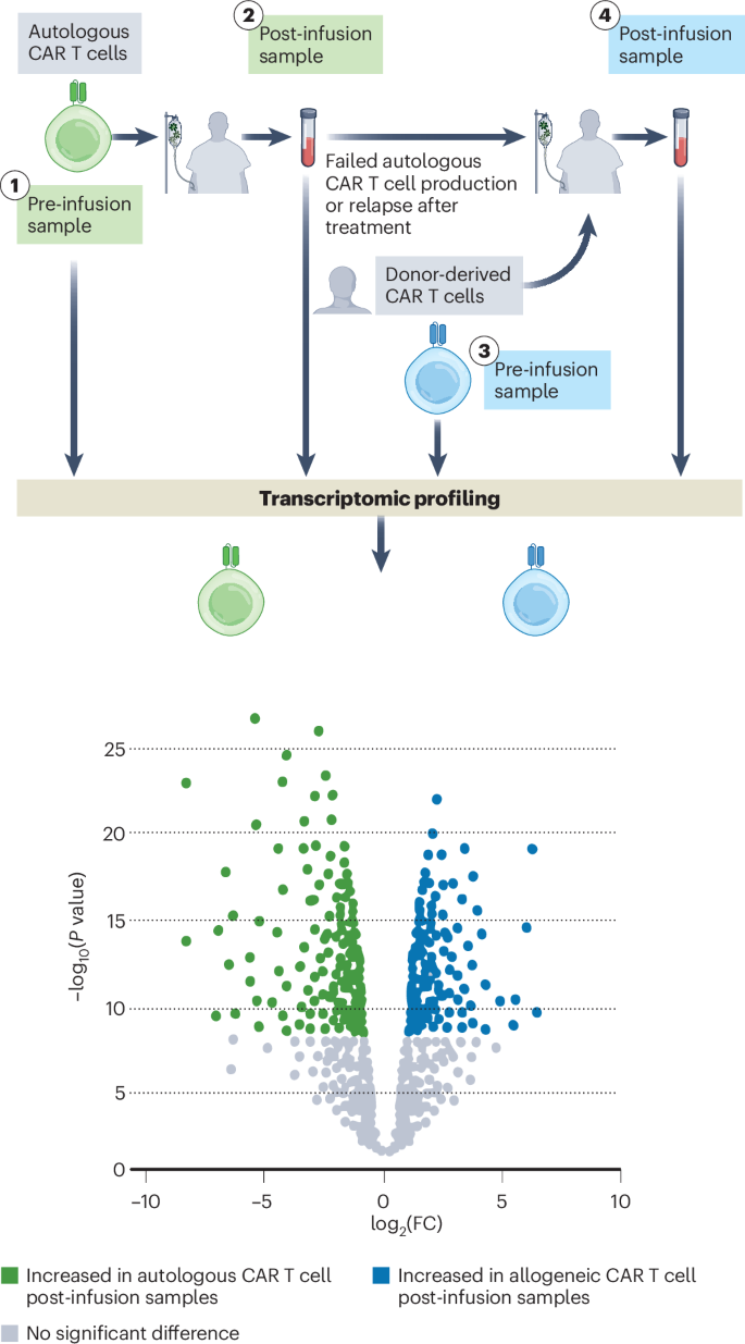 Allogeneic approach unlocks CAR T cell benefits in solid tumors ...