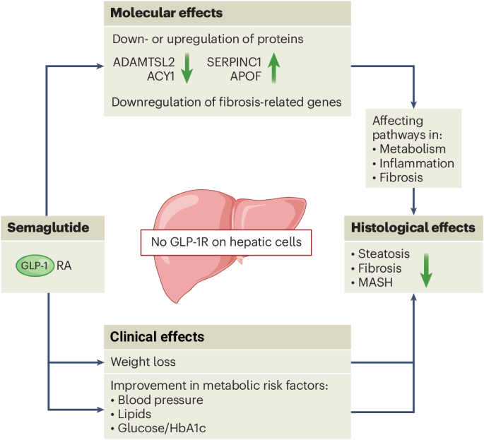 Semaglutide targets MASH molecular pathways beyond weight loss | Nature ...