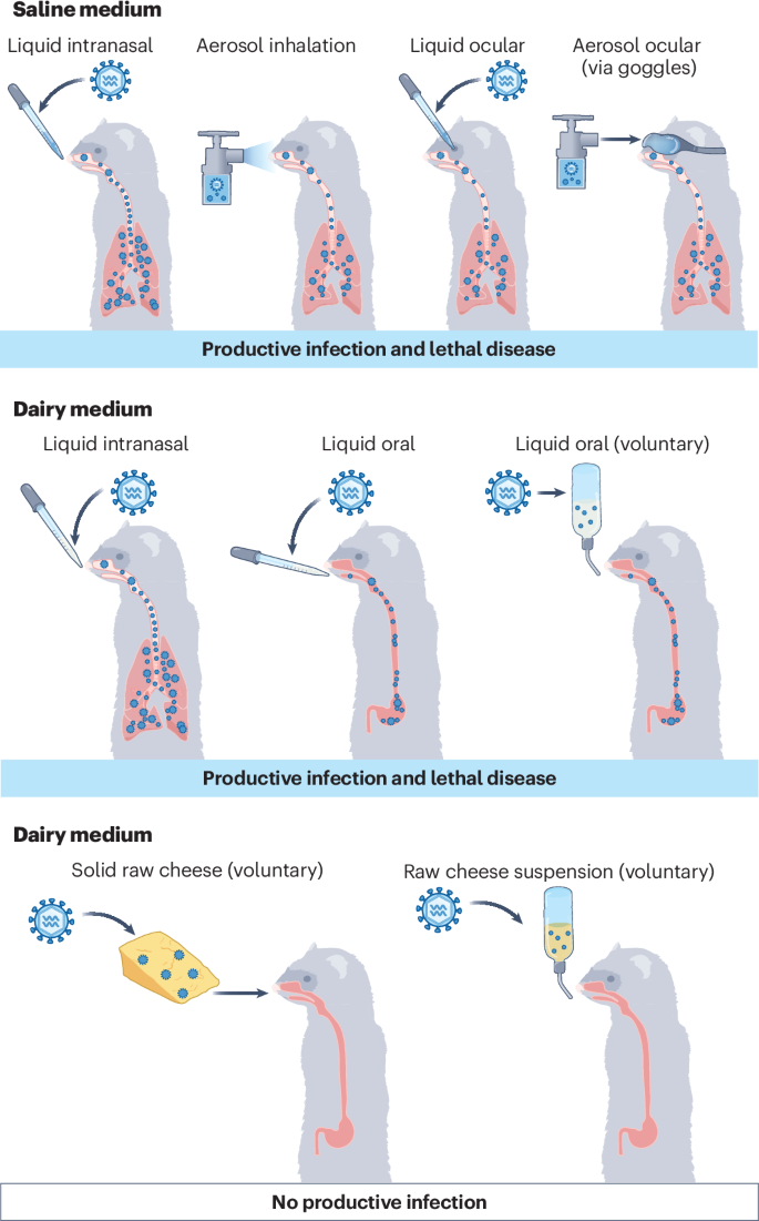 Better models mean better risk assessment for influenza A infection ...