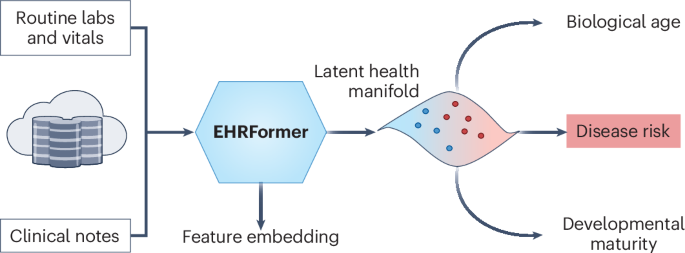 A lifespan clock tells the biology of time | Nature Medicine