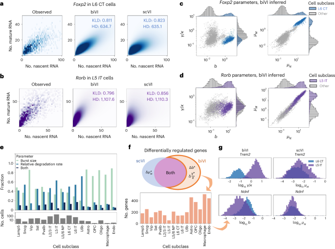 Biophysical modeling with variational autoencoders for bimodal, single ...