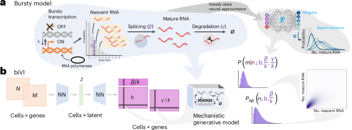 Studying RNA dynamics from single-cell RNA sequencing snapshots ...