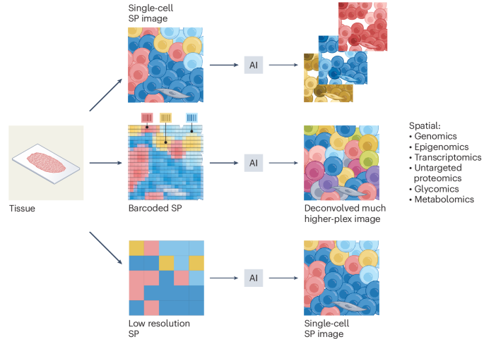 Highly multiplexed imaging in the omics era: understanding tissue ...