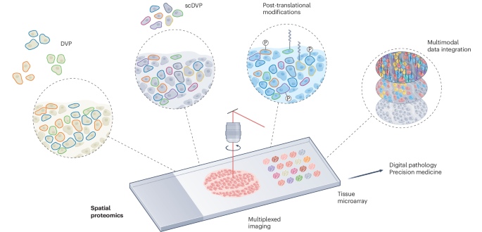A new understanding of tissue biology from MS-based proteomics at ...
