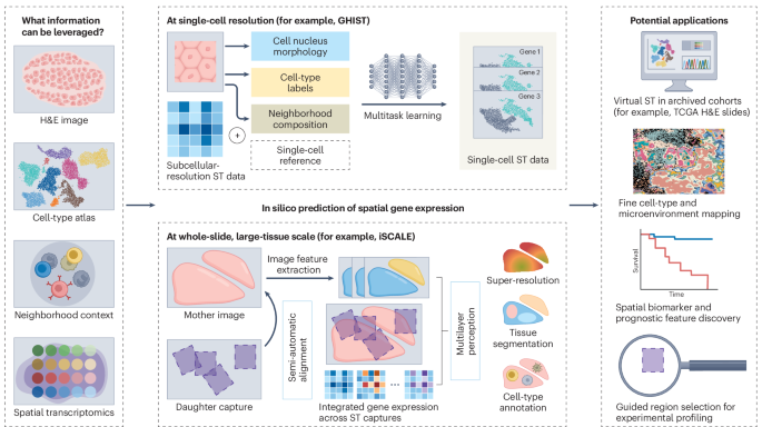 Bridging histology and spatial gene expression across scales | Nature ...