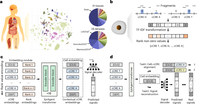EpiAgent: foundation model for single-cell epigenomics | Nature Methods