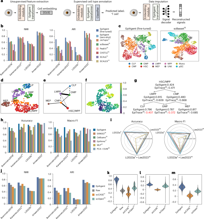 EpiAgent: foundation model for single-cell epigenomics | Nature Methods
