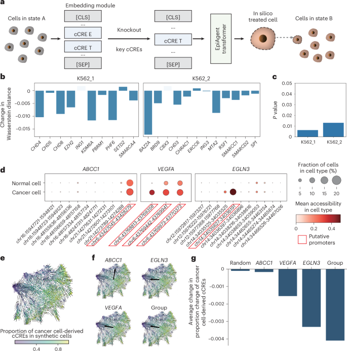 EpiAgent: foundation model for single-cell epigenomics | Nature Methods