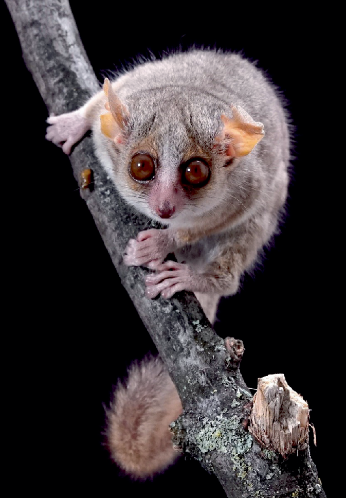 Mouse lemurs | Nature Methods