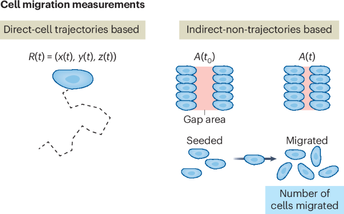 Methods to analyze cell migration data: fundamentals and practical ...
