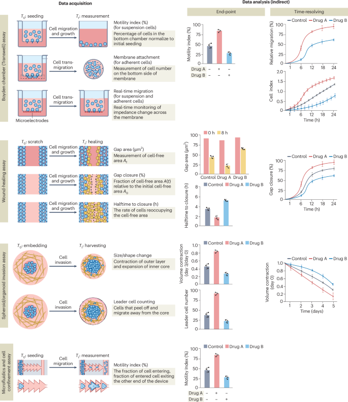 Methods to analyze cell migration data: fundamentals and practical ...