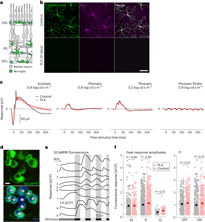 Microglia are dispensable for experience-dependent refinement of mouse ...