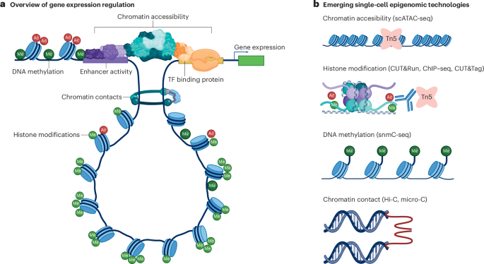 Opportunities and challenges of single-cell and spatially resolved ...
