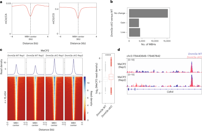 Interaction of methyl-CpG-binding protein 2 (MeCP2) with distinct ...